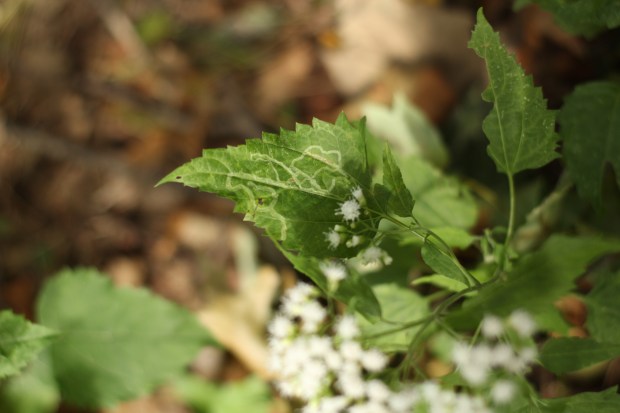 In The Weeds: White Snakeroot – Mamoot